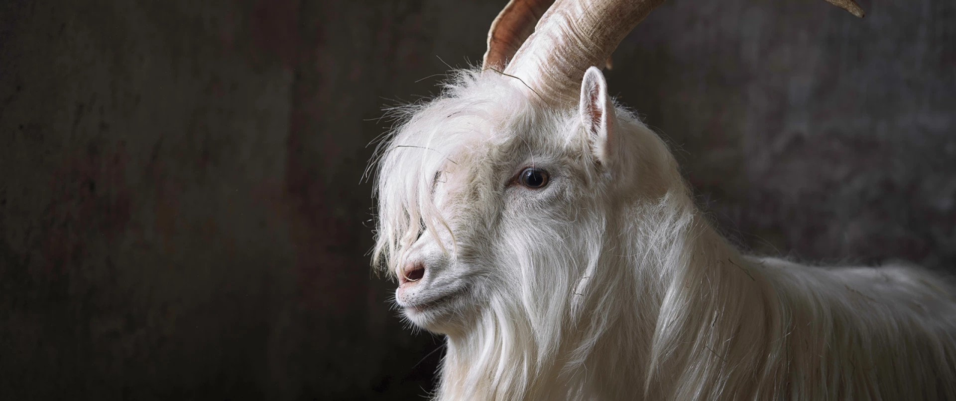 Goat Worship: Stunning Photos of Heavy Metal's Most Iconic Beast