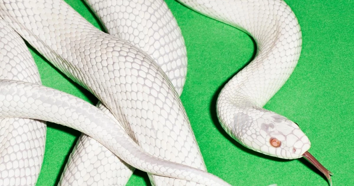 Review: DEFTONES' 'private music' shows masters of their craft at the ...