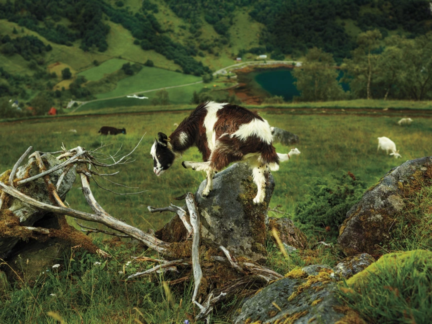 Goat Worship: Stunning Photos of Heavy Metal's Most Iconic Beast