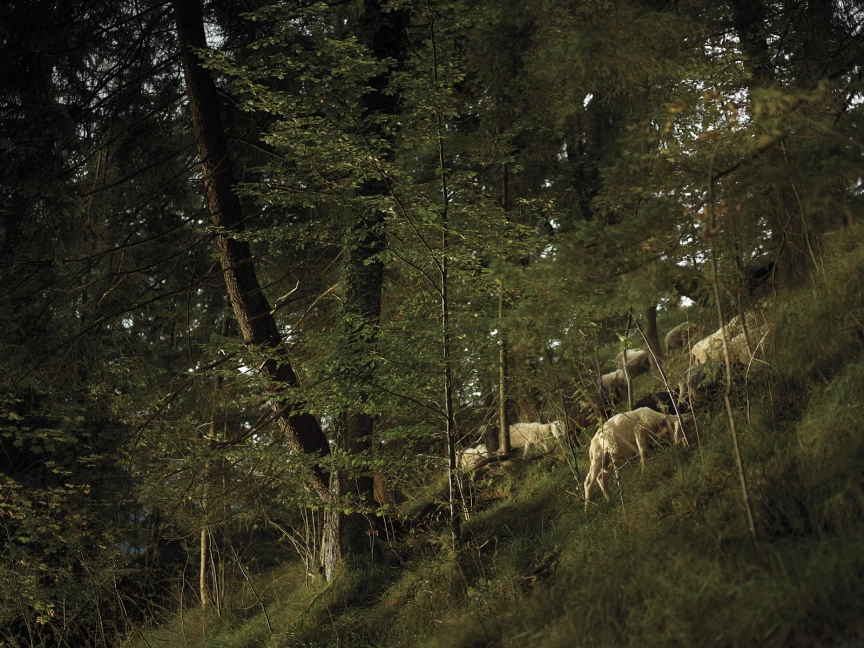 Goat Worship: Stunning Photos of Heavy Metal's Most Iconic Beast