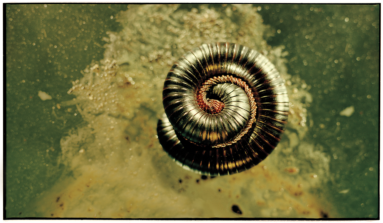 Millipedes to Manson: See Intimate Photos of Nine Inch Nails 'Downward ...