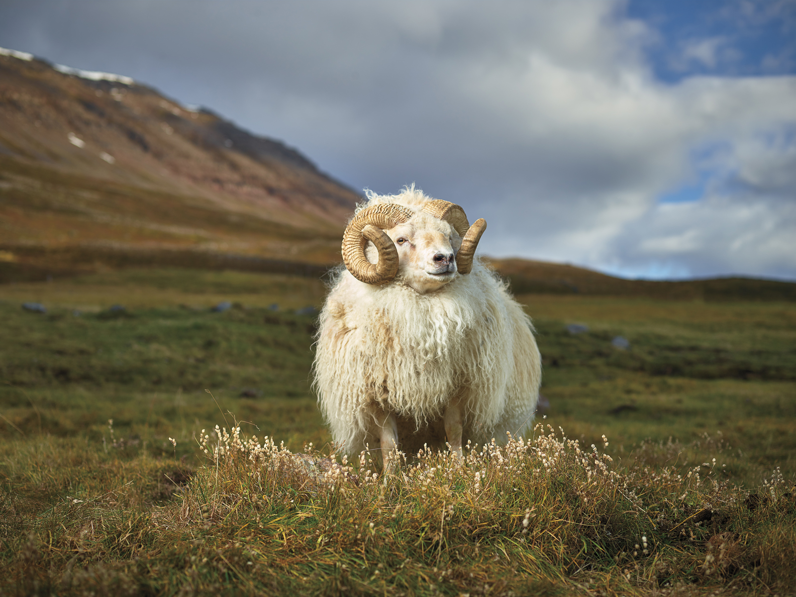 Goat Worship: Stunning Photos of Heavy Metal's Most Iconic Beast