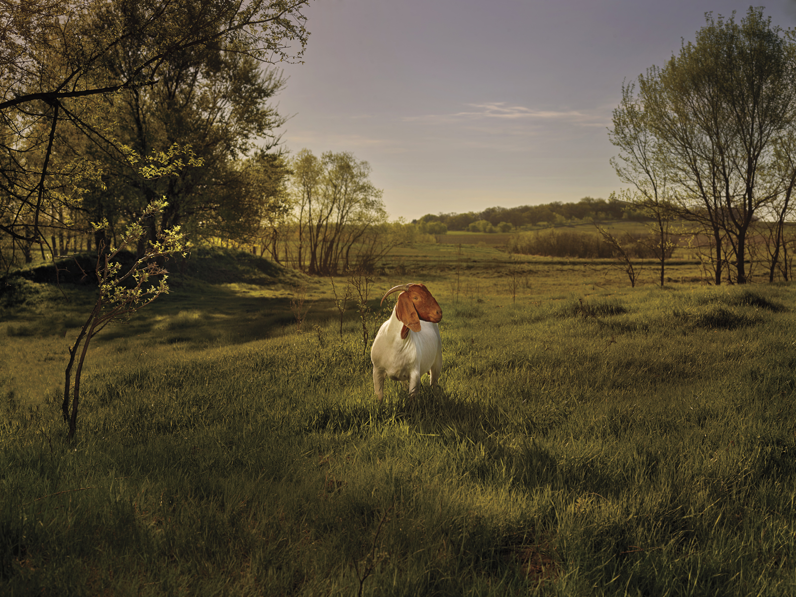 Goat Worship: Stunning Photos of Heavy Metal's Most Iconic Beast
