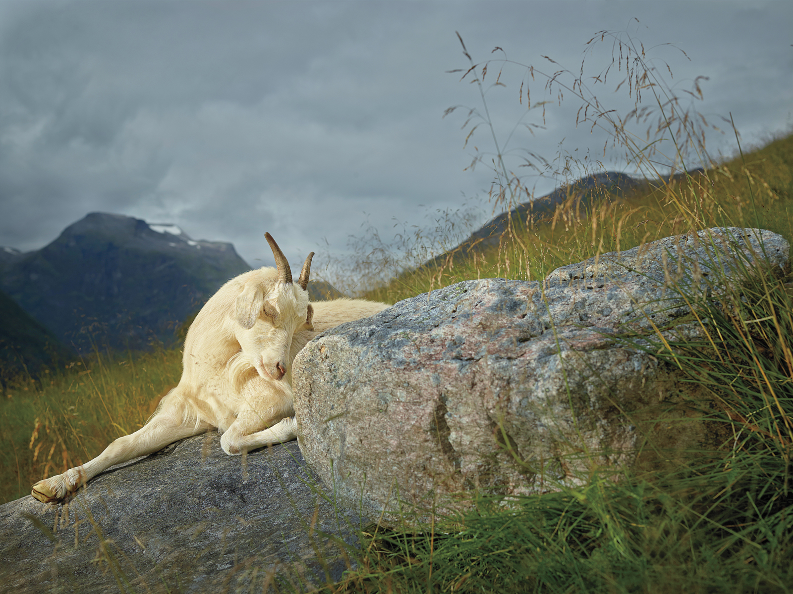 Goat Worship: Stunning Photos of Heavy Metal's Most Iconic Beast